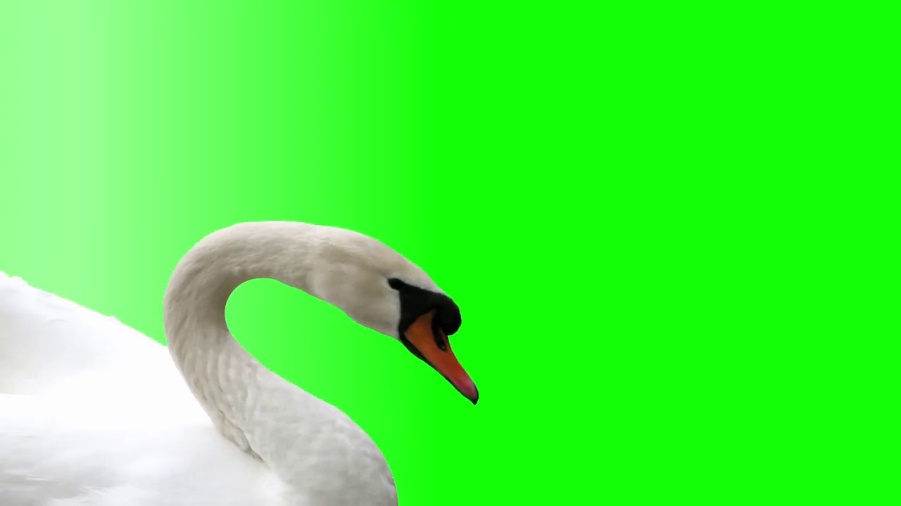 Green Screen Swan - YouTube