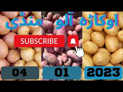 How to pakistan potato Market okara/ Amazing video/ potato farming ...
