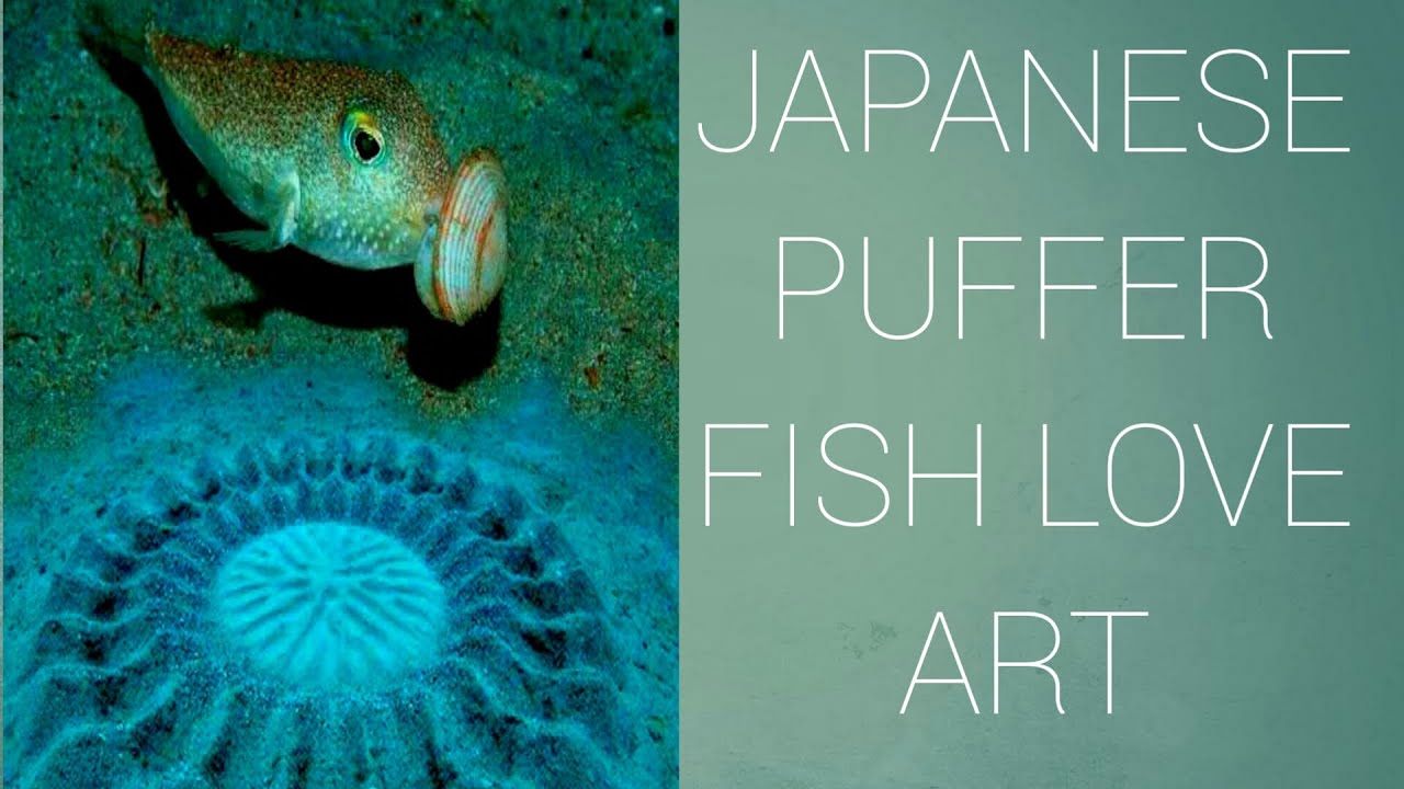 Japanese Puffer fish love art - YouTube