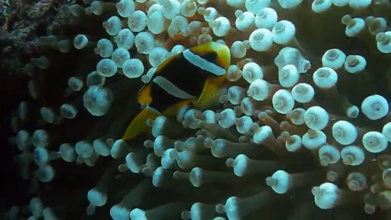 Peaceful Fish and Relaxing Underwater Sounds - YouTube