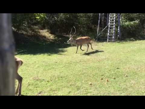 Il richiamo dell'amore - il bramito del cervo - YouTube