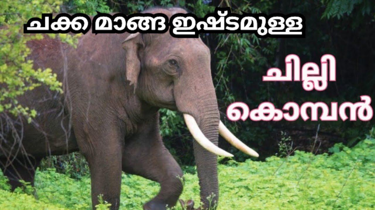 ചില്ലി കൊമ്പൻ/ഇഷ്ട ഭക്ഷണവുമായി ബന്ധപ്പെട്ട വിളിപ്പേരുള്ള പല ആനകളെയും ...
