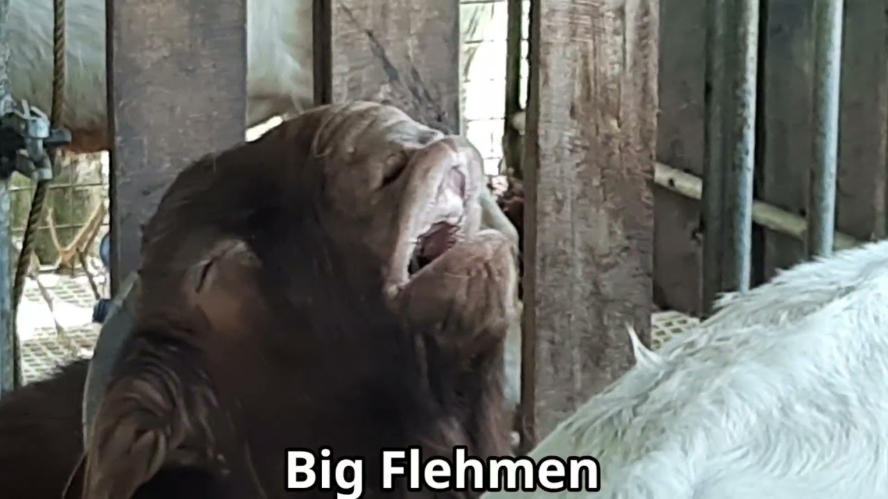 Goat Flehmen Meme - YouTube