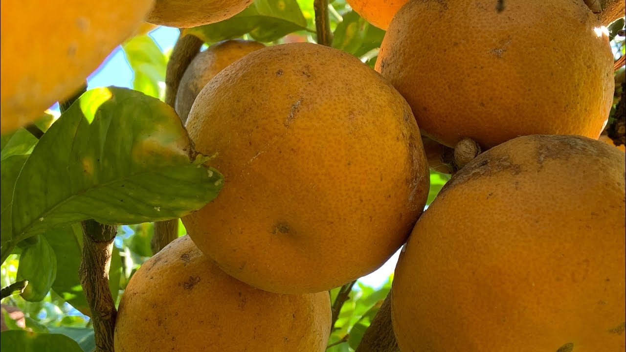 #CITRUS | FLORIDA LIMES | LEMON LIKE ORANGES - YouTube
