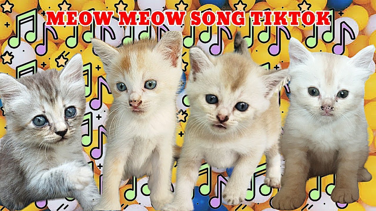 LAGU KUCING TIKTOK LUCU MEOW MEOW‼️LAGU KUCING YANG VIRAL DI TIKTOK ...