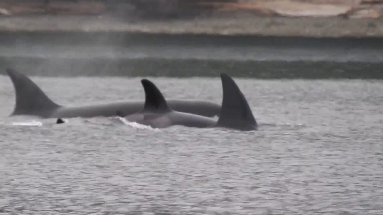 Wild behaviour of Killer Whales - tail-slapping, breaching, bumping ...