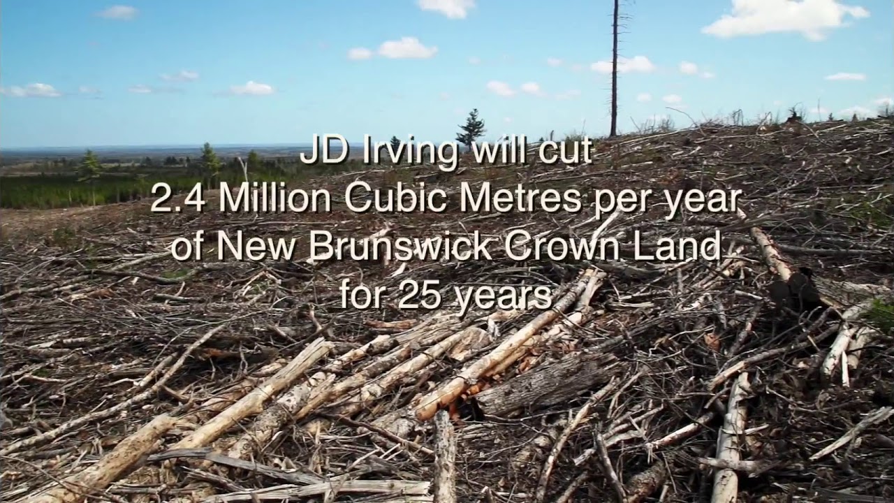 David Coon Tweets Irving Forest Agreement - YouTube