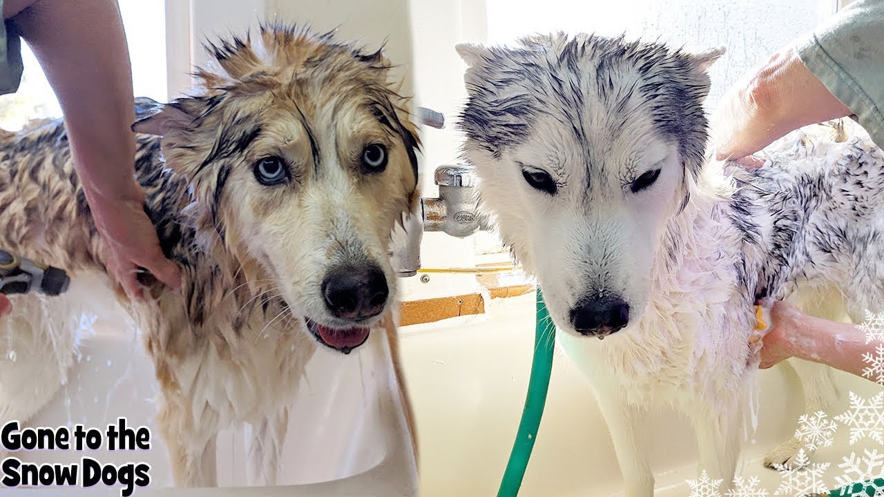 Doggy Day Spa | Husky gets a Bath | Bath Time Challenge - YouTube