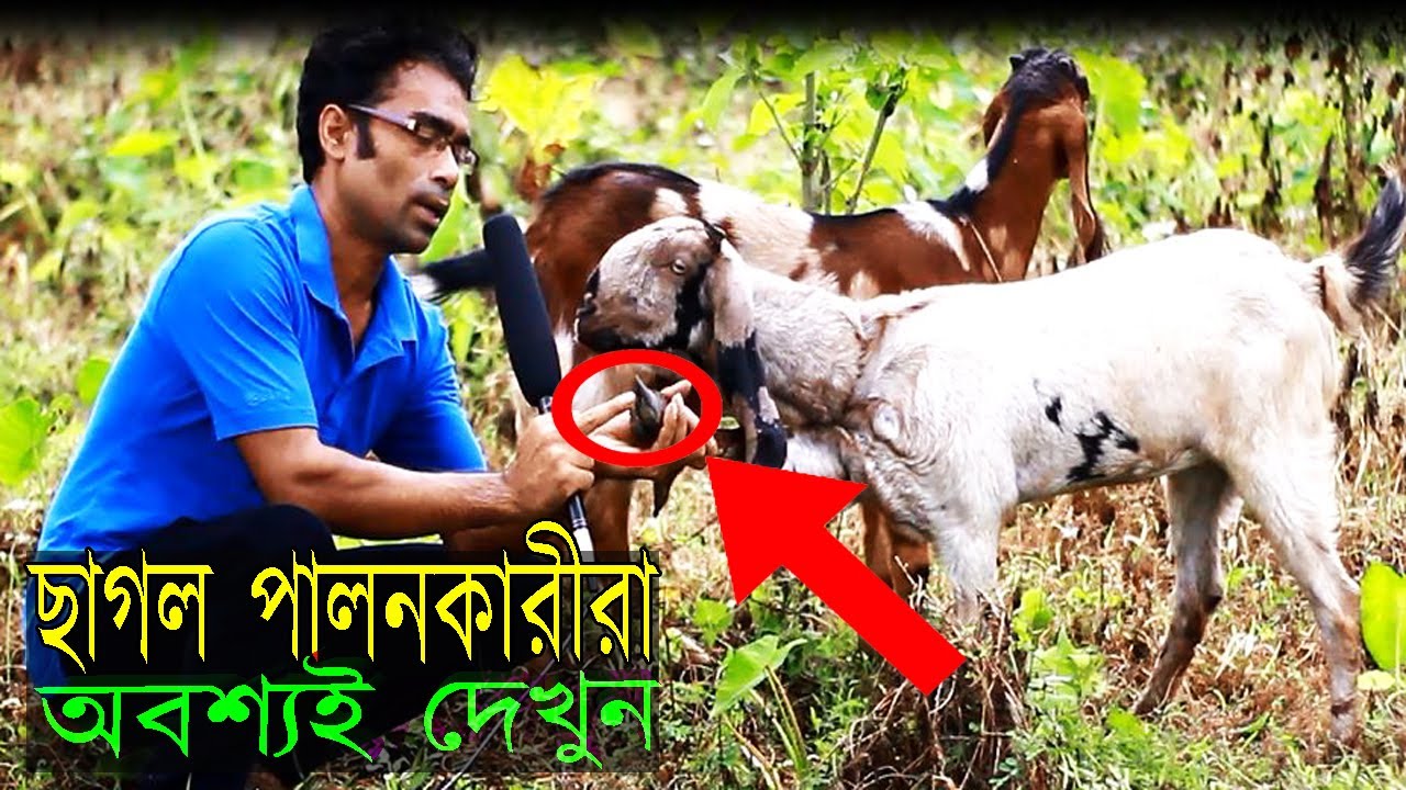 ছাগলের খুর বেড়ে যাওয়া সমস্যা ও তার সমাধান সম্পর্কে জানুন।sagol palon ...