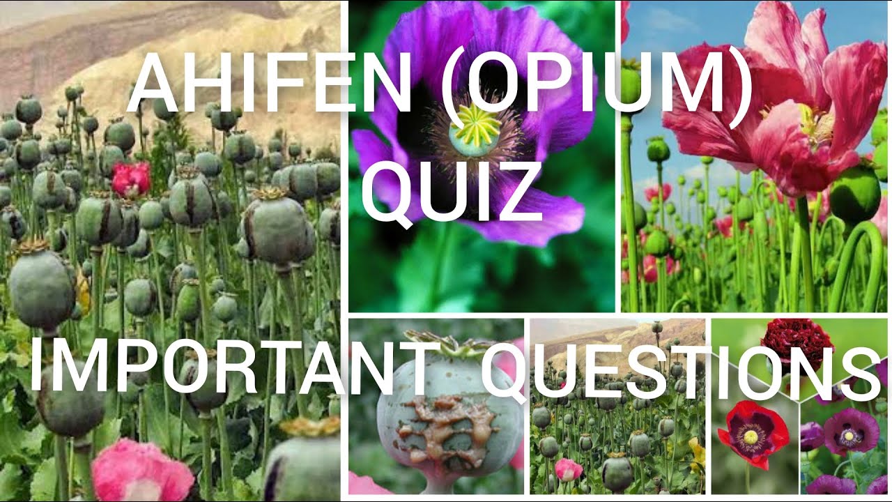 AHIFEN (OPIUM) QUIZ | IMPORTANT QUESTIONS ON AHIFEN | - YouTube