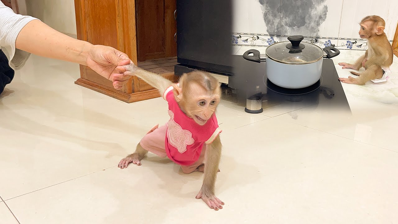 Monkey YuYu Panicked and Asked Mom for help when the potato pot BURNED ...
