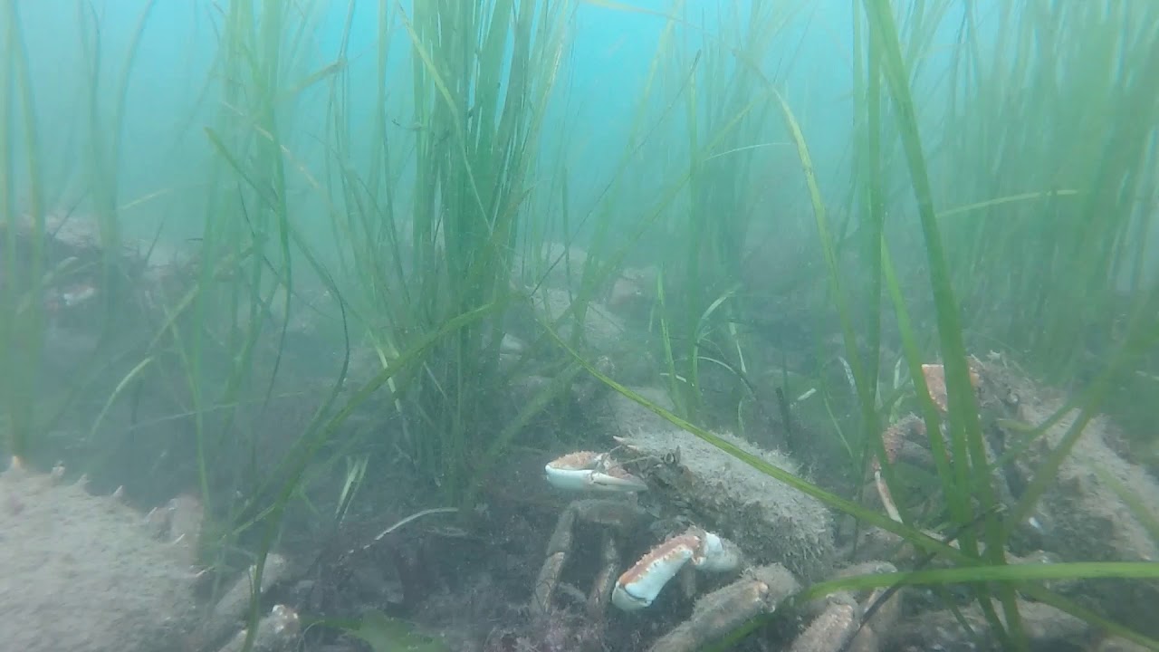 Crabcam Spider Crabs in the UK Devon - YouTube