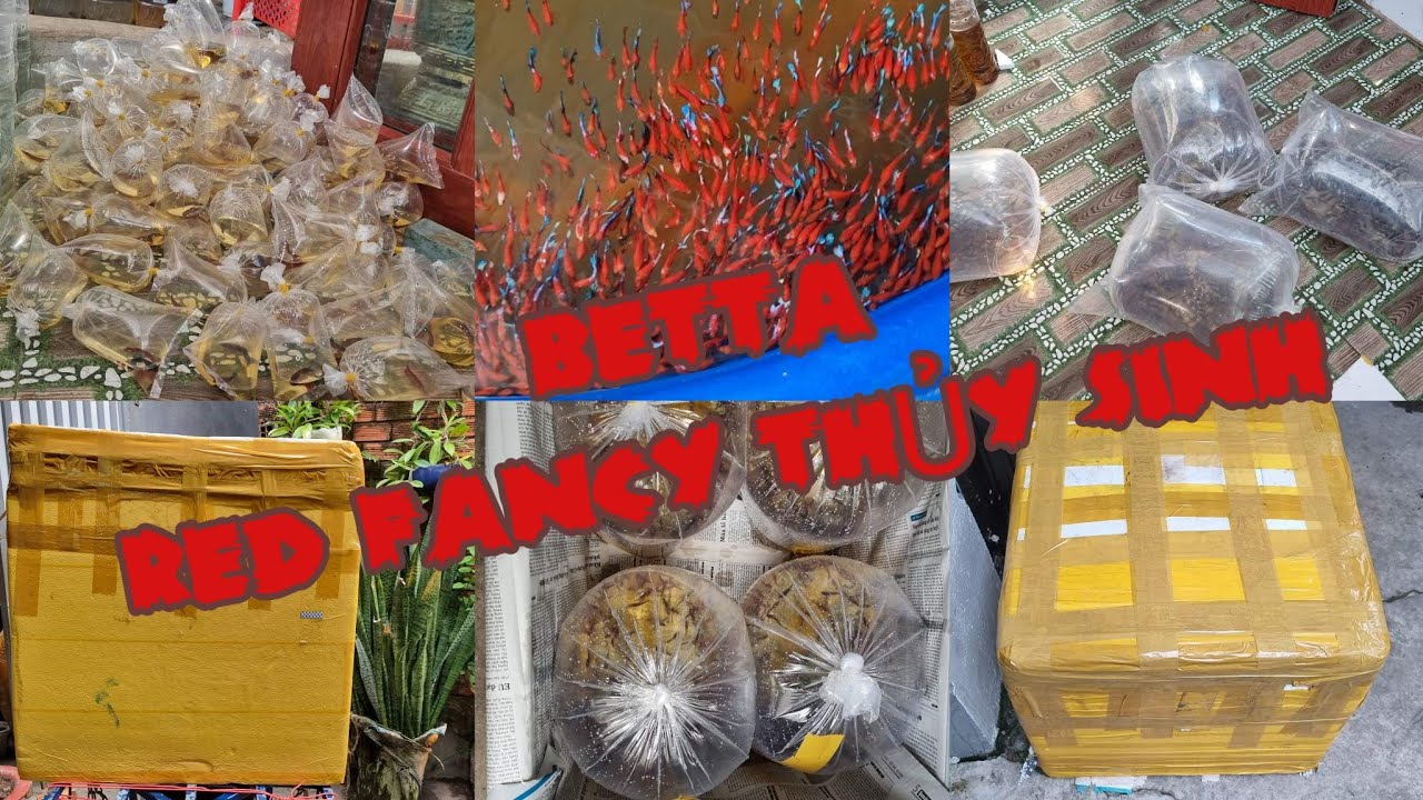 Betta thủy sinh | Red Fancy Star Tail | Gen tốt làm cá giống | Sotsea ...