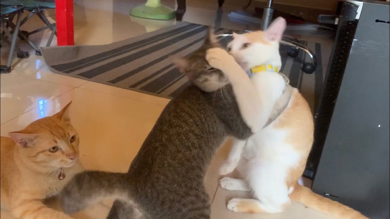 Cats training to fight-funniest cats. - YouTube