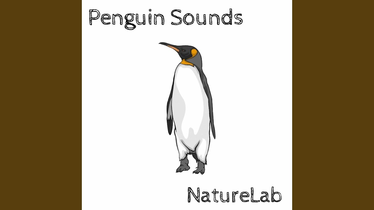 Penguin Sounds - YouTube
