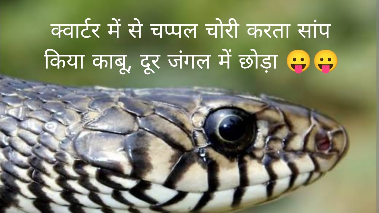 A snake that stole slippers from the quarter was caught and released in ...