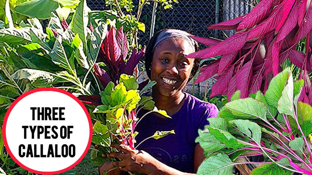 Growing an AMAZING Abundance of Callaloo in My Thriving Food Forest!🤗 ...