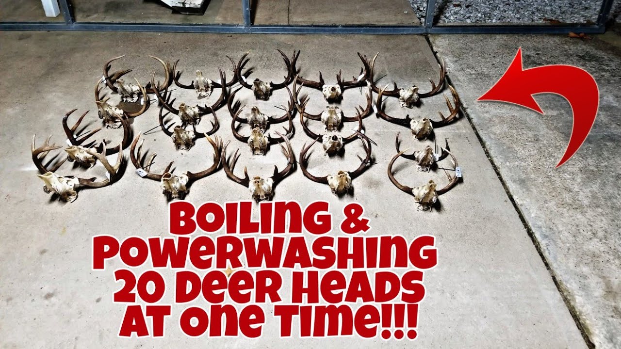 Boiling & Powerwashing 20 Deer Heads in 4 Hours!!! - YouTube