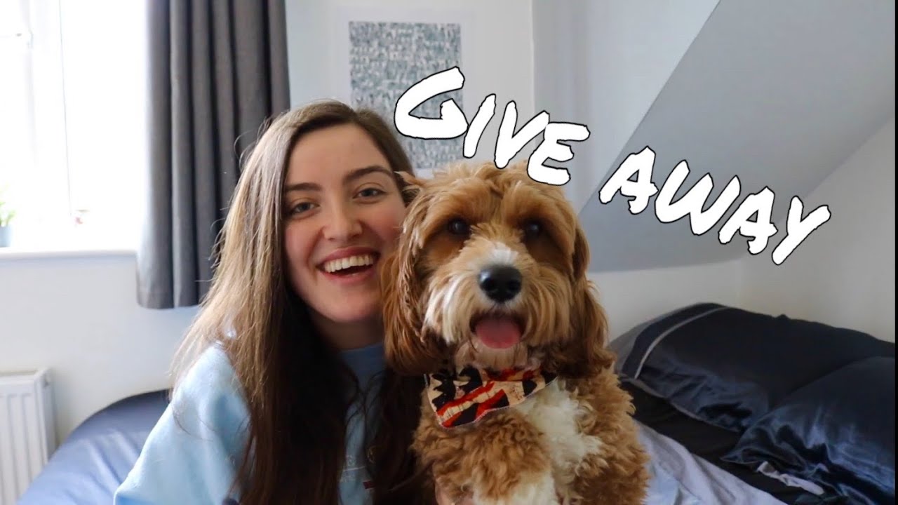BAILEY THE CAVAPOO 1000 SUBSCRIBER GIVEAWAY - YouTube