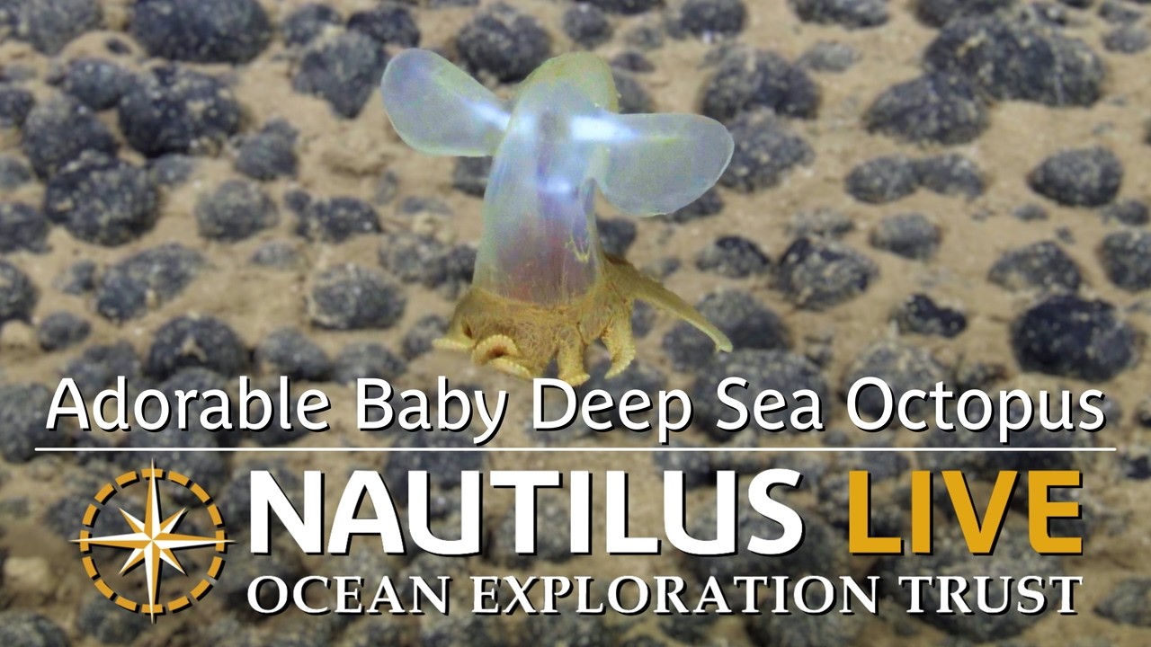 Adorable Baby Deep Sea Octopus | Nautilus Live - YouTube