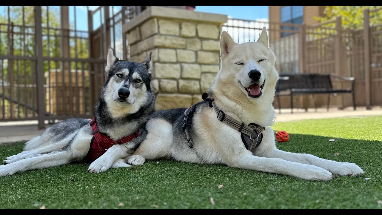 Huskies Getting Scared - YouTube