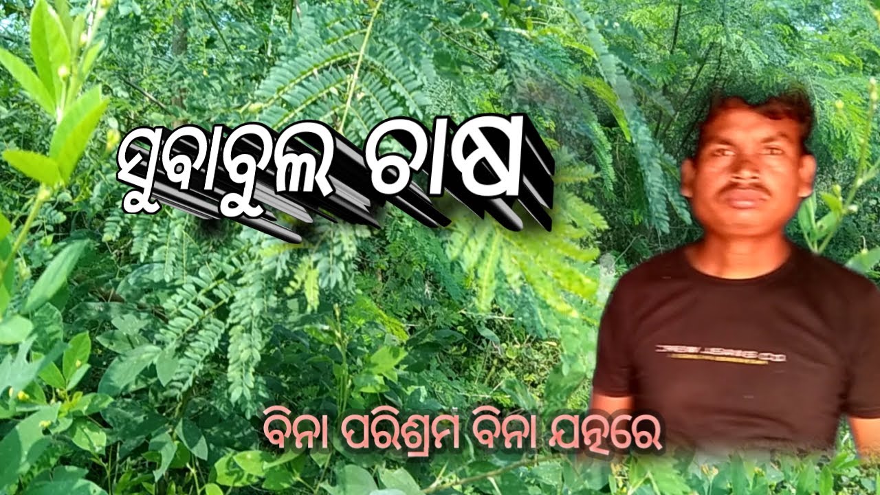 ସୁବାବୁଲ୍ ଗଛ ଚାଷ,subabul tree farming - YouTube