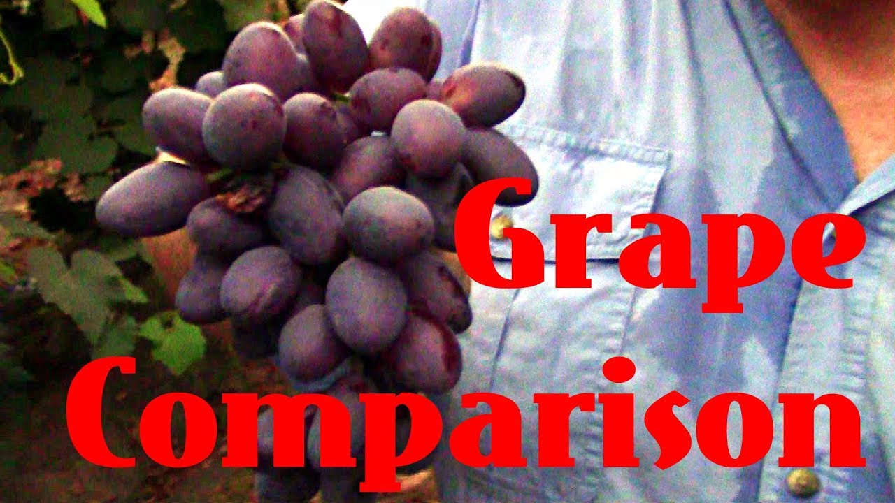 California Grape Comparison - Weird Fruit Explorer Ep. 242 - YouTube