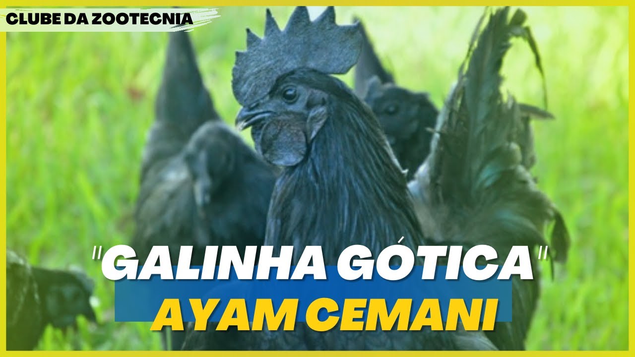 Conheça a galinha preta - AYAM CEMANI - YouTube