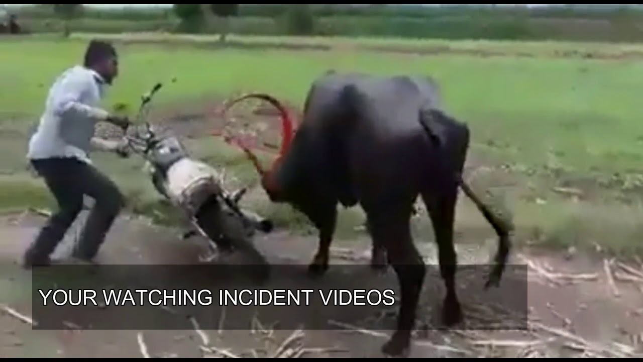 Man VS Animal - YouTube