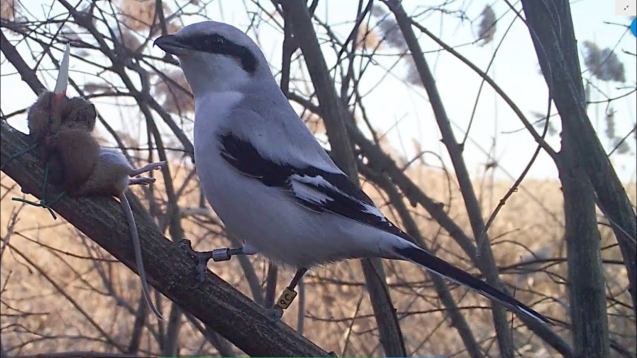 Srokosz Lanius excubitor (Great Grey Shrike, Raubwürger, Ťyhýk šedý ...