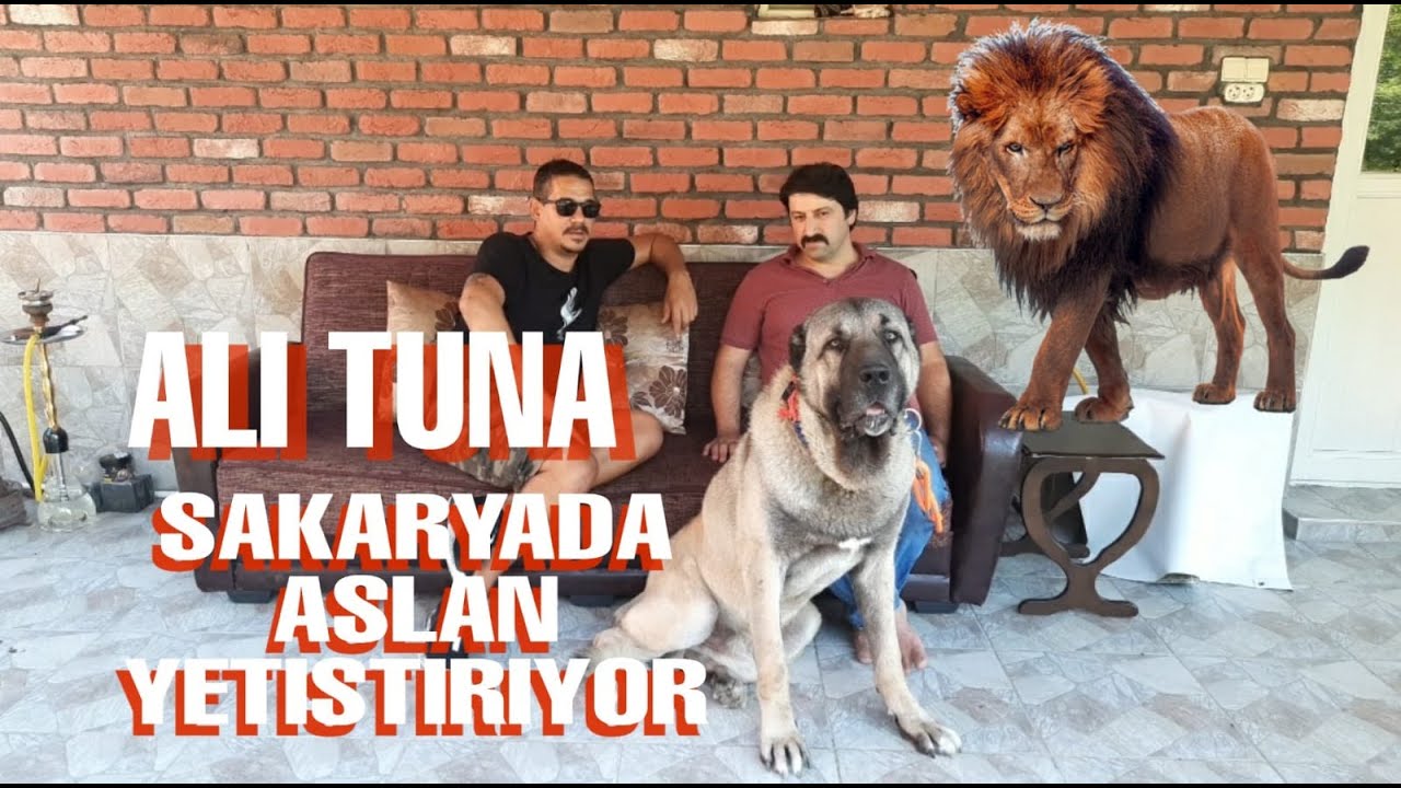 SAKARYA'DA TÜRK ASLANI ÜRETEN ALİ TUNAYI ZİYARETE GİTTİK - YouTube