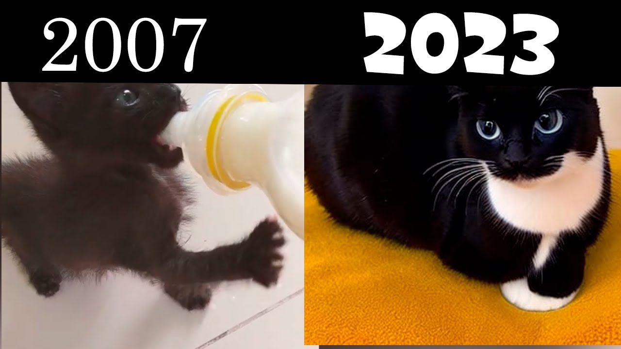 Evolution of Maxwell the Cat meme Real Life - YouTube