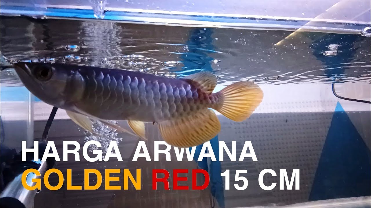 REVIEW HARGA ARWANA GOLDEN RED 15 CM - YouTube