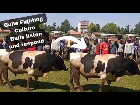 Bull Fighting Culture | Isukha tribe of Western KENYA kakamega ...