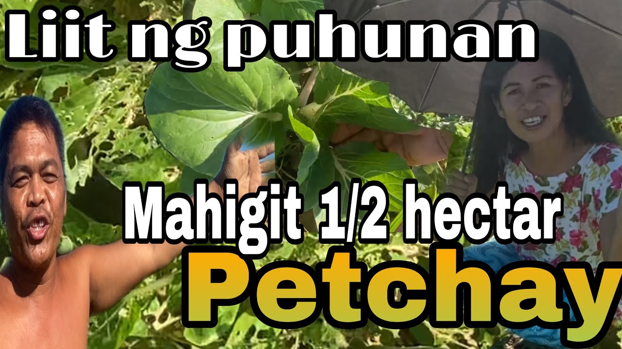 Harvest ng petchay 1/2 hectar na petchay 9000 puhunan kumita ng 130k ...