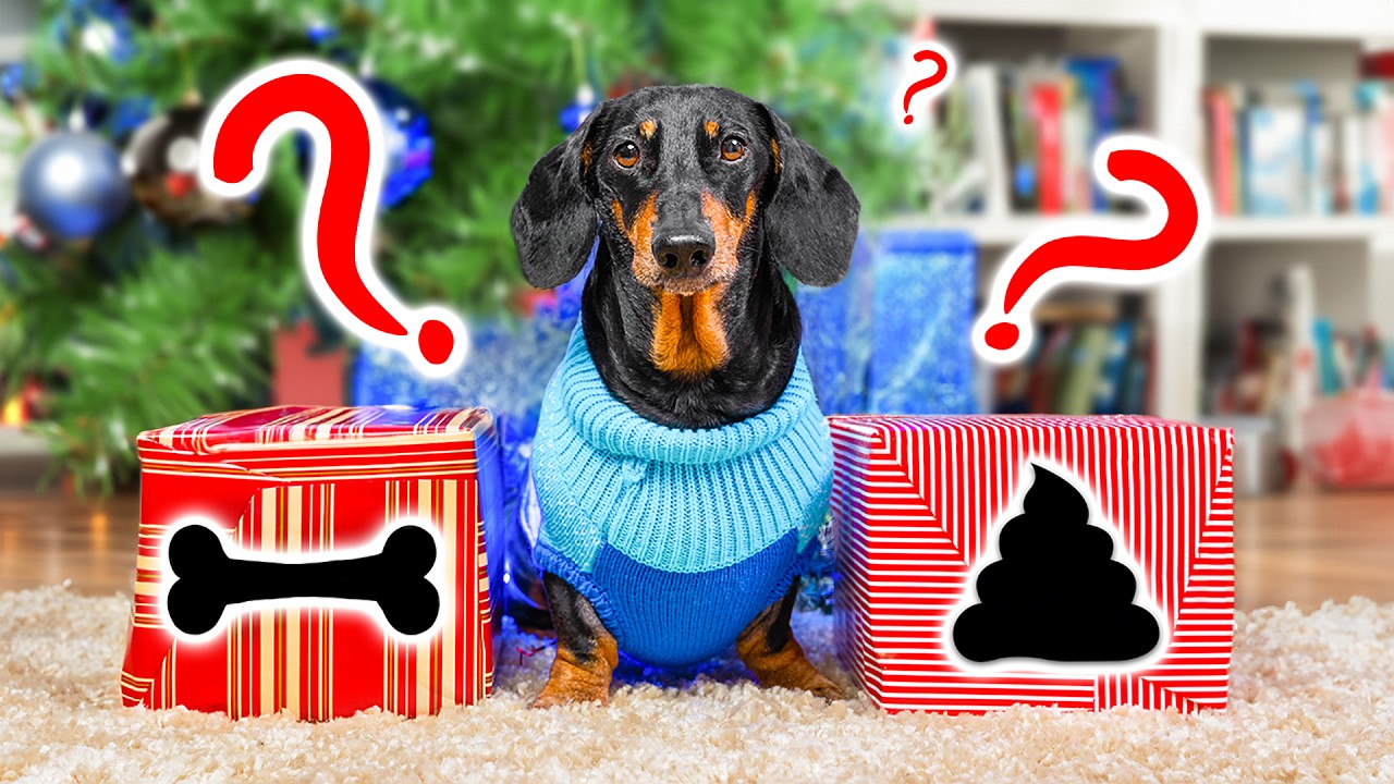 The Most Adorable Secret Santa Battle: Dachshunds Edition! - YouTube
