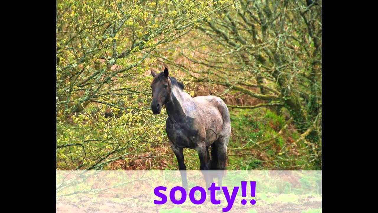 wheal buller horses part 2 - YouTube