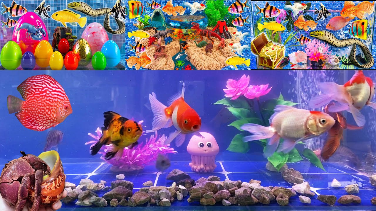 MEGA MIX Find colorful surprise fish, catch fish, angelfish, goldfish ...