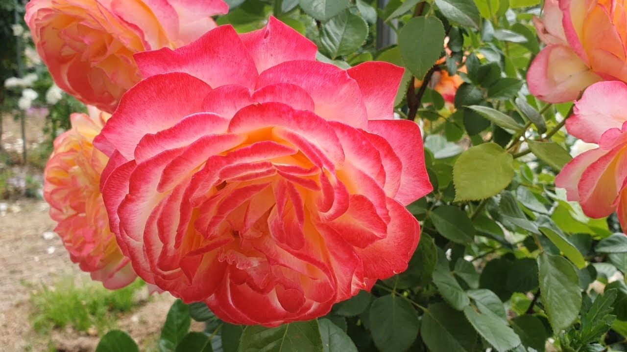 Healing time of European roses and piano playing in the scenery ...