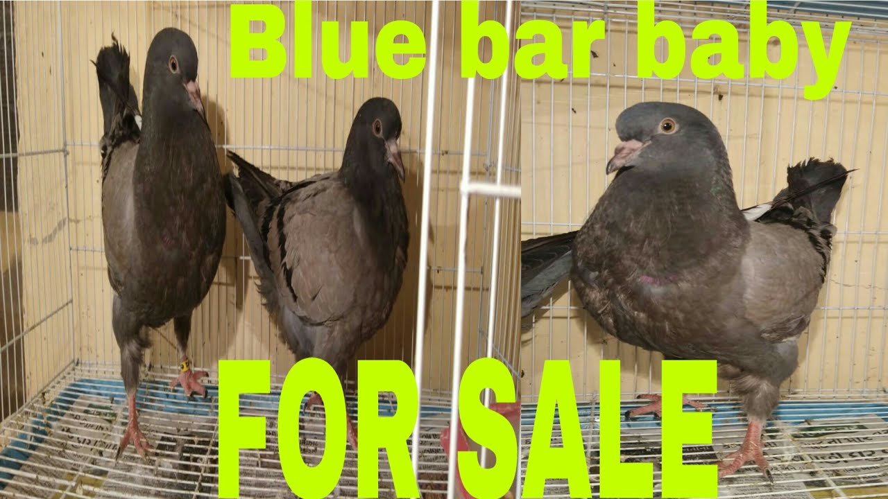 Blue bar king fancy pigeon baby for sale +91 99098 86854 ajit thakor ...