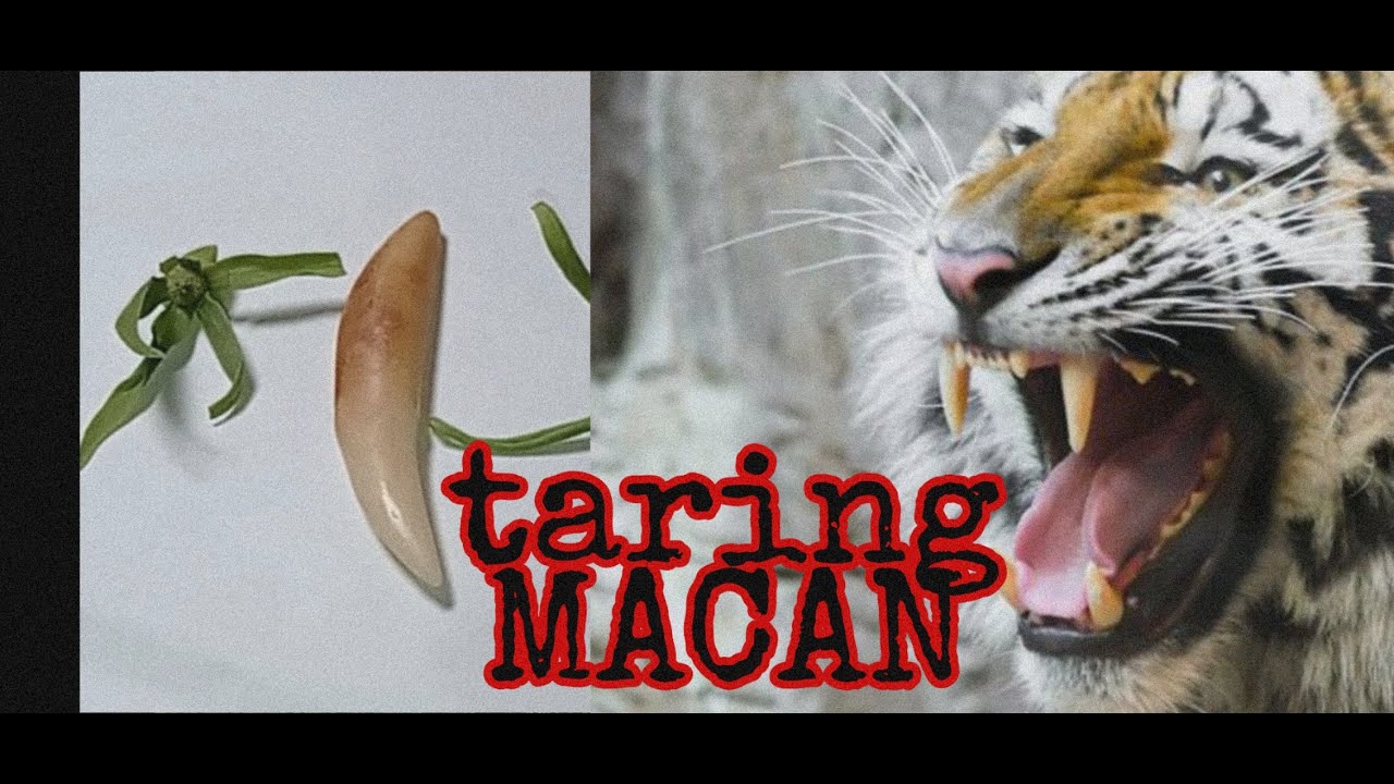 TARING MACAN ~SDWD~ - YouTube