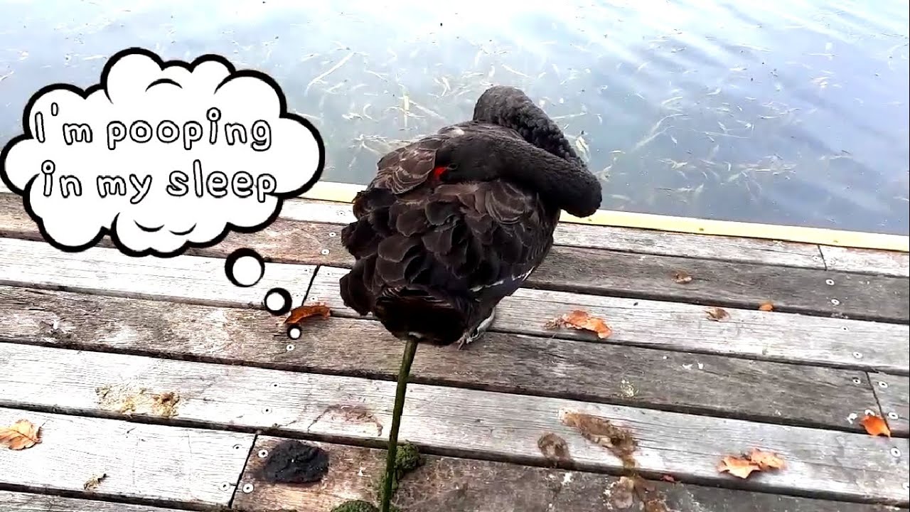 😄 I'M POOING IN MY SLEEP Australian black swan pooping duck bird pet ...