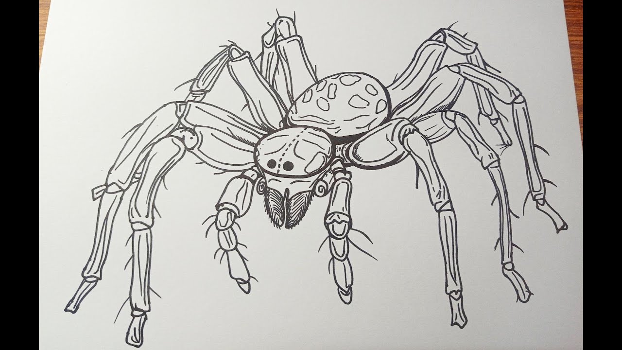 How to draw a Spider. Easy spider drawing Tutorial. - YouTube