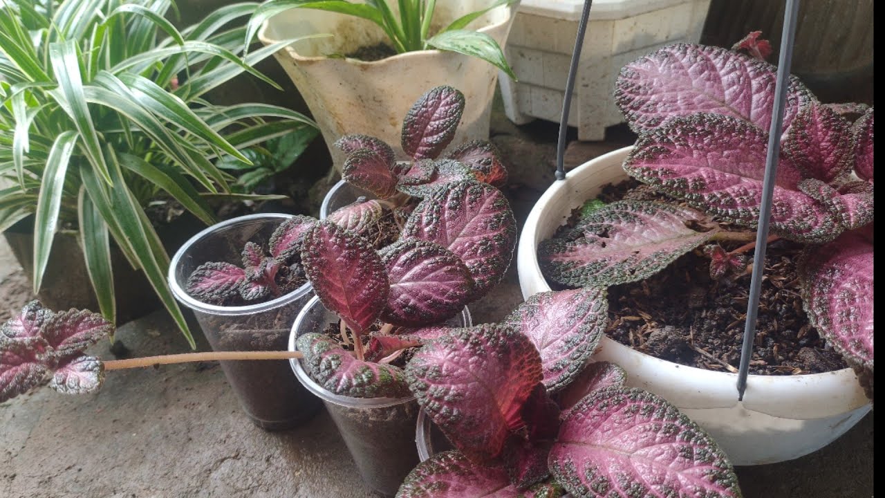 How to propagate Episcia Plant - YouTube