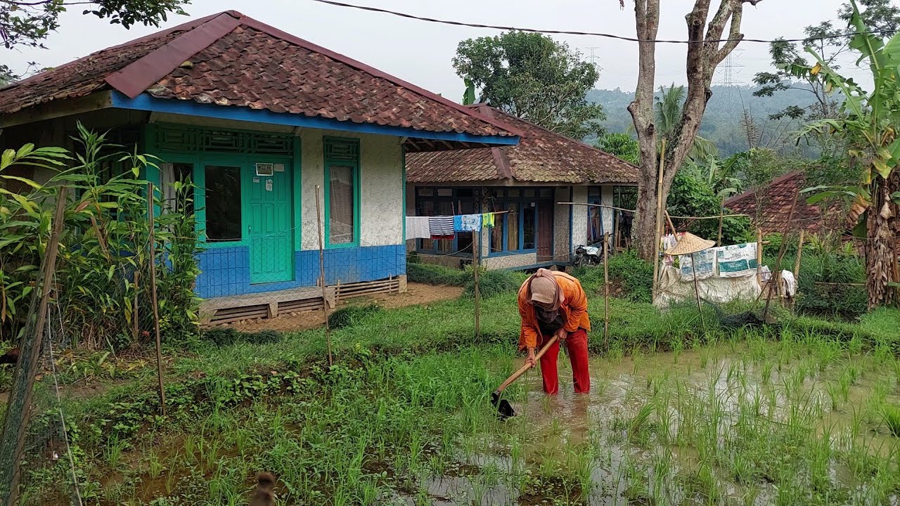 Suasana Damai Hidup Di Desa Aktivitas Pagi Di Kampung Terpencil