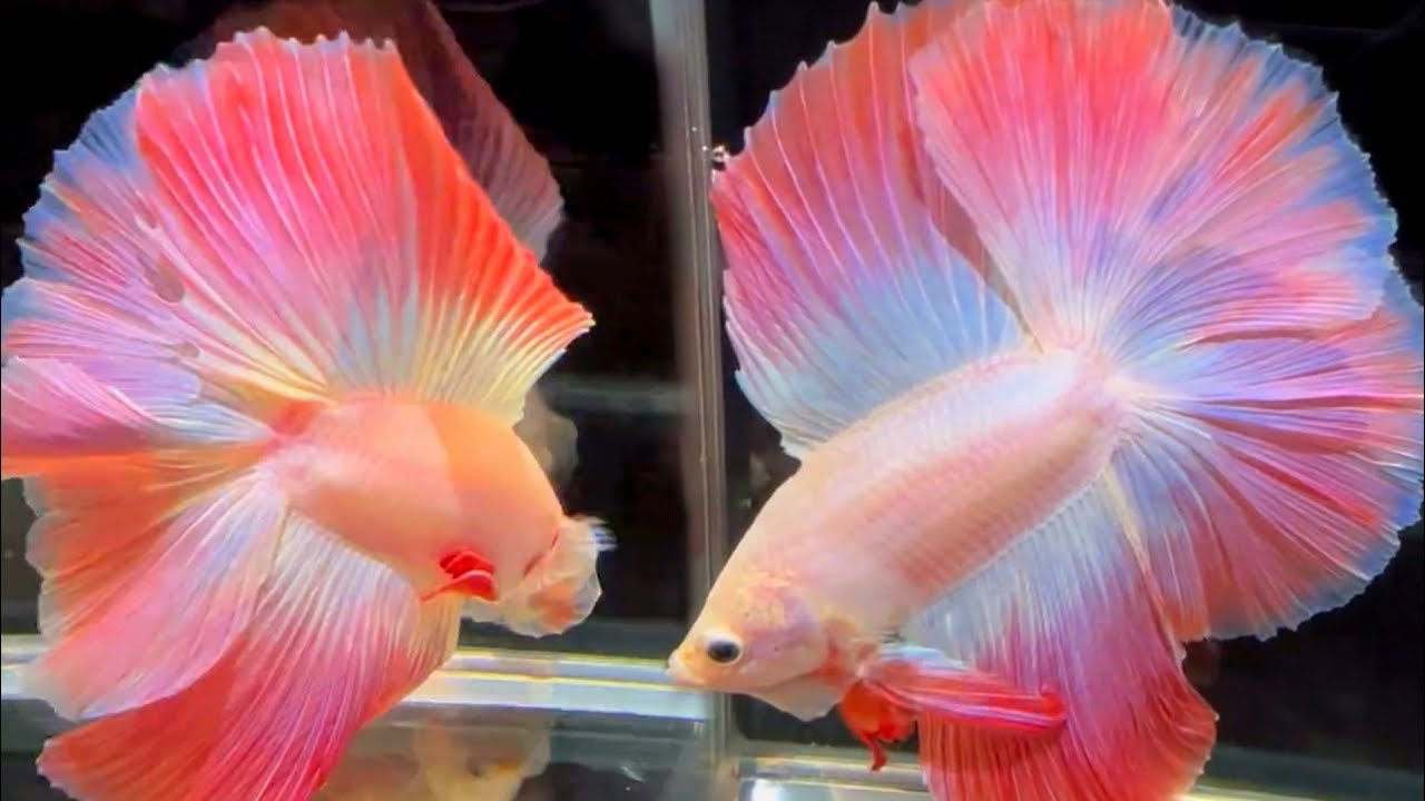 Fancy Betta Fish, Betta Fish Collection, Betta Fish Tank, Betta Fish ...