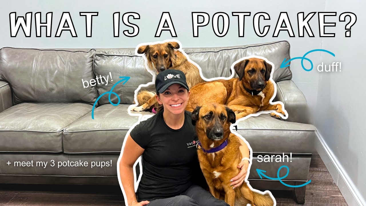 WHAT IS A POTCAKE DOG? | Meet my 3 Potcake Dogs + Answering Commonly ...