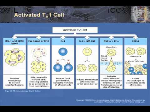 T Cell Effector Function: Part 1 -- TH 1 and 2 in Granulomatous ...