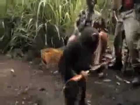 affe mit waffe ak 47 قرد مع سلاح كلاشنكوف - YouTube