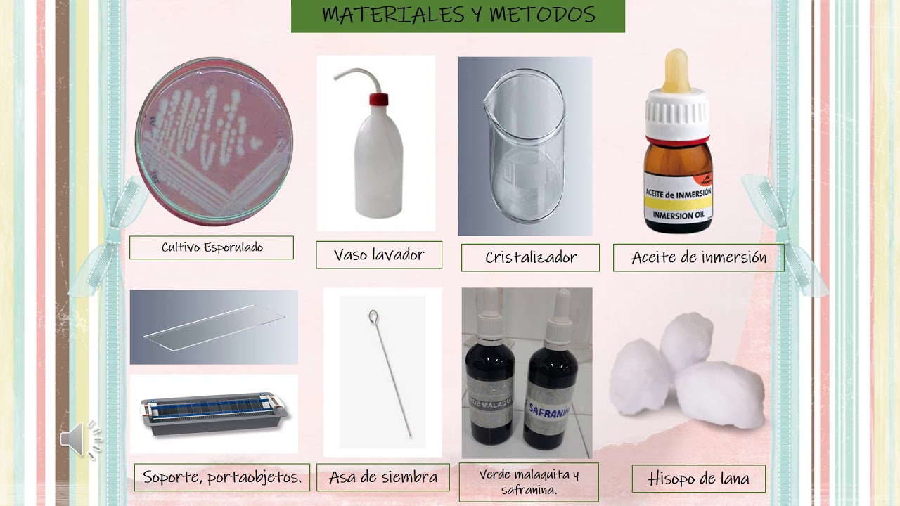 Protocolo Tinción de Schaeffer Fulton - YouTube